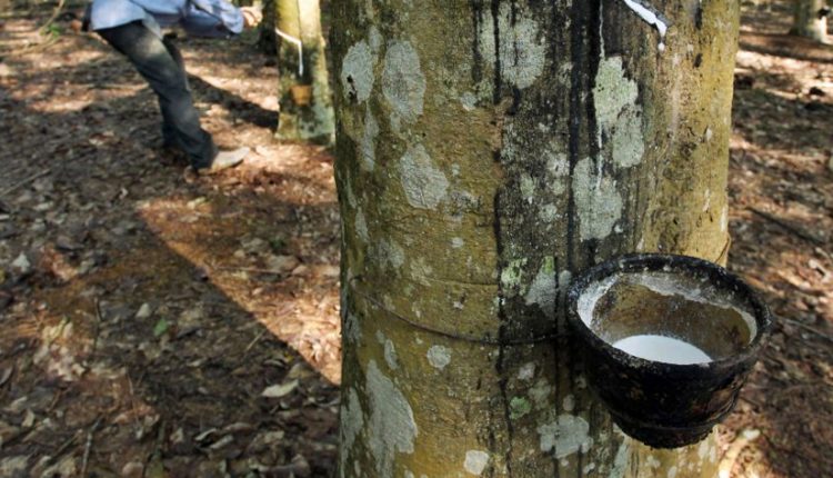 Pengeluaran getah asli Malaysia naik 36.7 peratus » The Capital Post